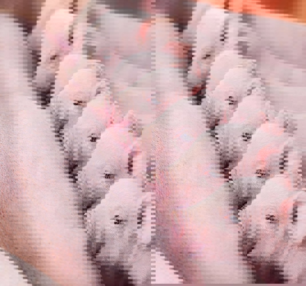 Scrofe - Trouw Nutrition Italia